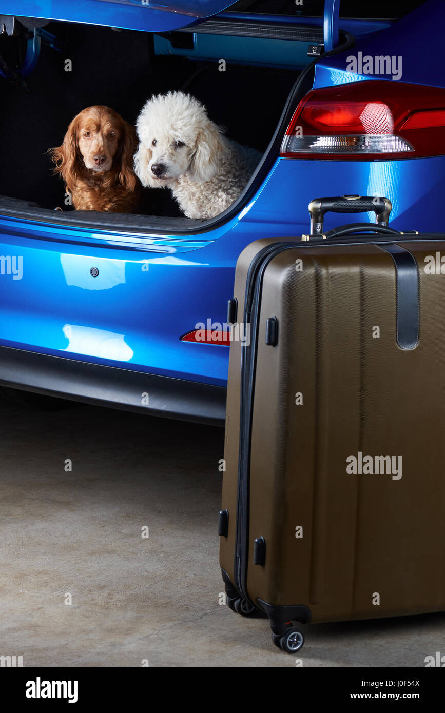 Loading Dogs High Resolution Stock Photography and Images - Alamy