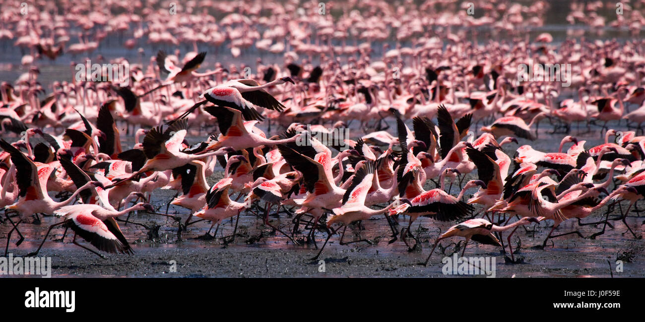 Huge flock of flamingos taking off. Kenya. Africa. Nakuru National Park ...