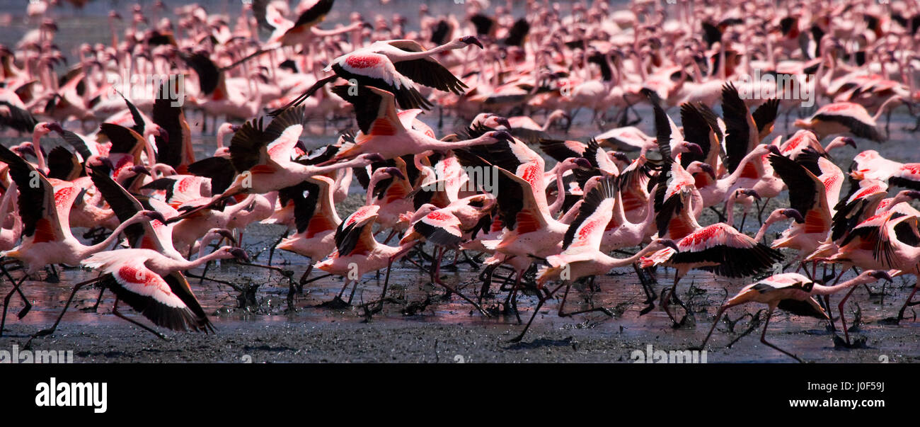 Huge flock of flamingos taking off. Kenya. Africa. Nakuru National Park ...
