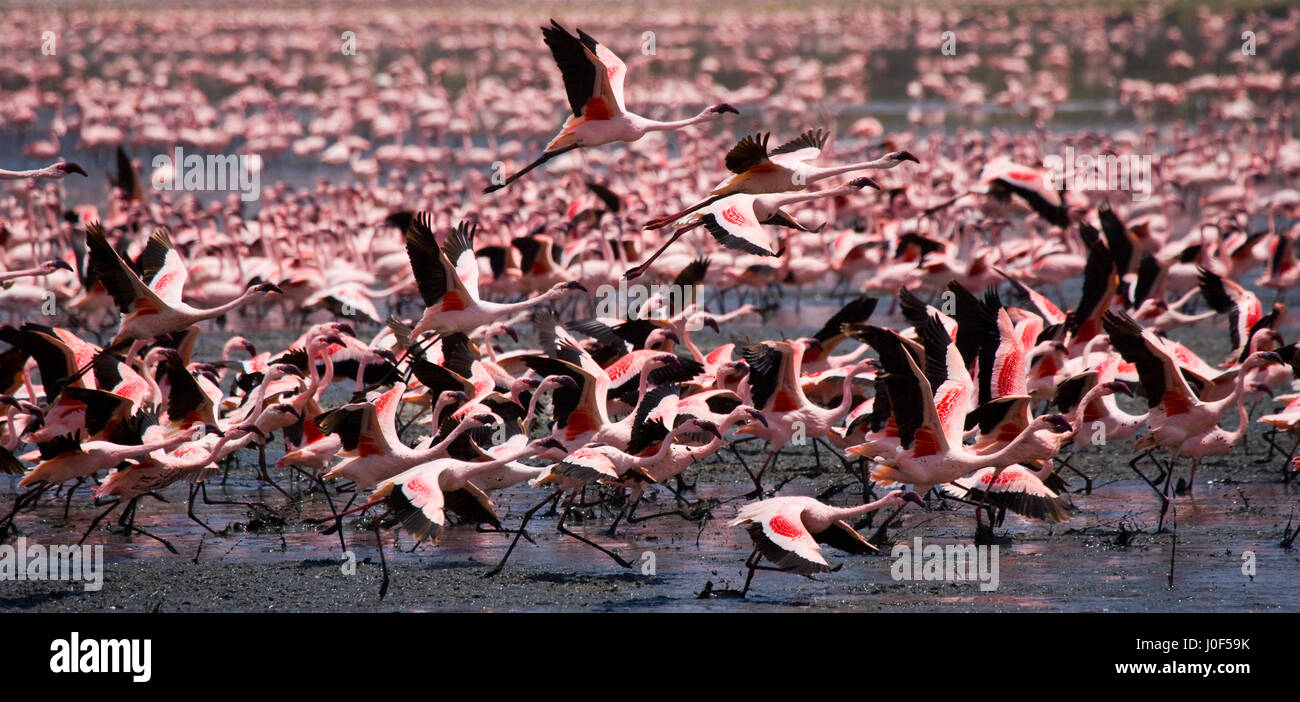 Huge flock of flamingos taking off. Kenya. Africa. Nakuru National Park ...