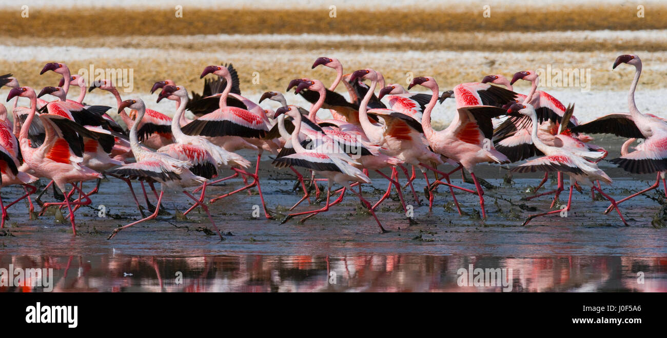 Group of flamingos before take off. Kenya. Africa. Nakuru National Park ...