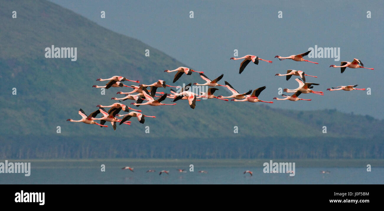 Flamingos in flight. Kenya. Africa. Nakuru National Park. Lake Bogoria ...