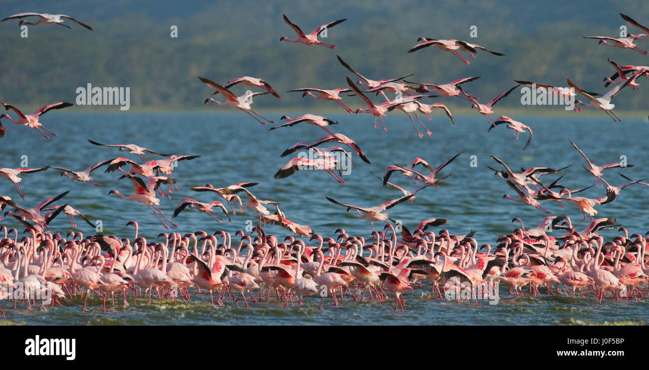 Flamingos in flight. Kenya. Africa. Nakuru National Park. Lake Bogoria ...