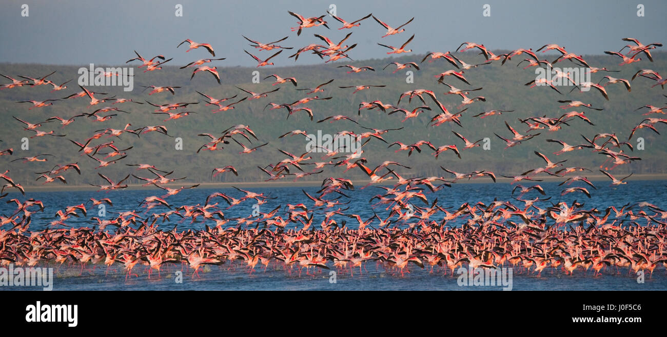 Flamingos in flight. Kenya. Africa. Nakuru National Park. Lake Bogoria ...