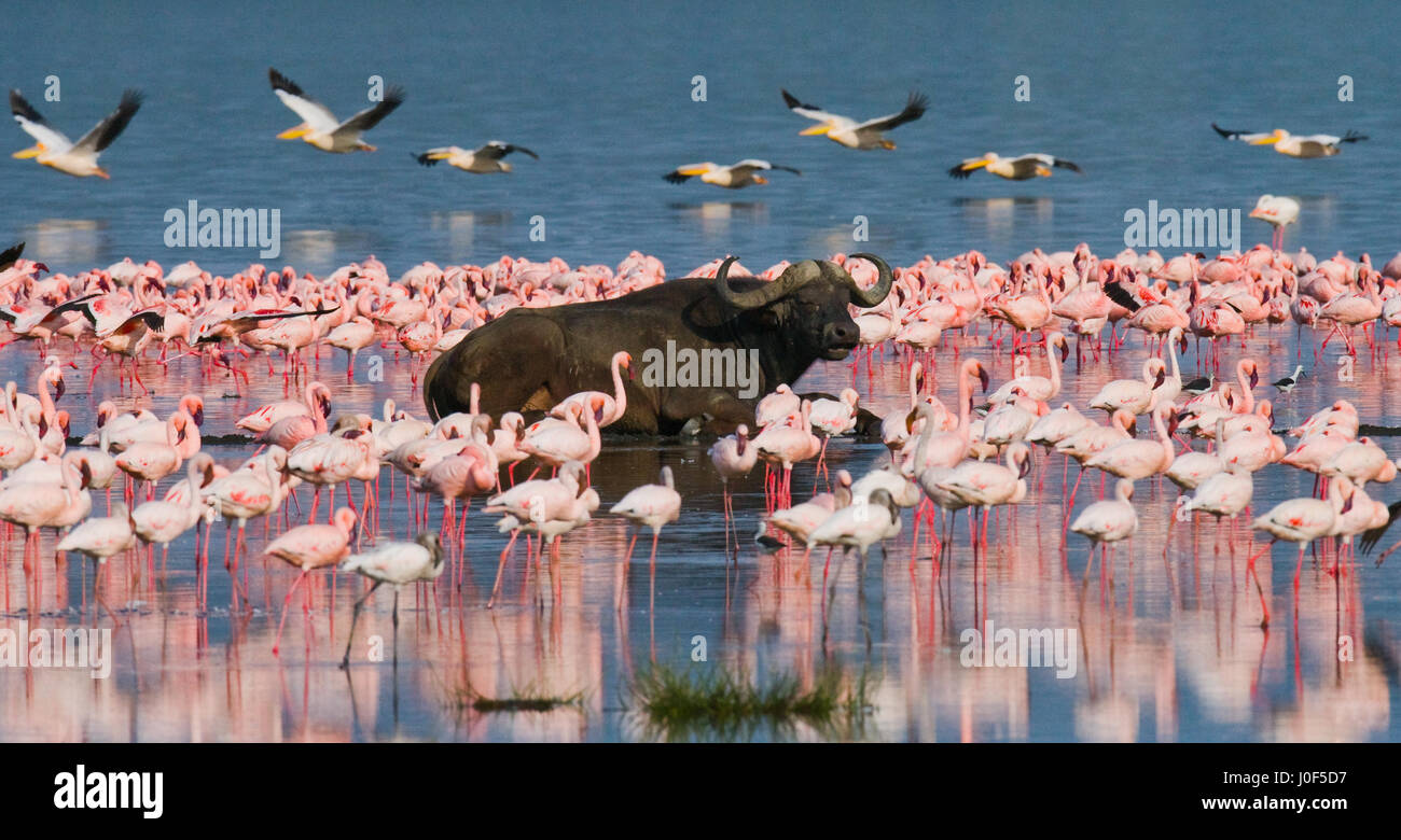 Buffalo lying in the water on the background of big flocks of flamingos ...