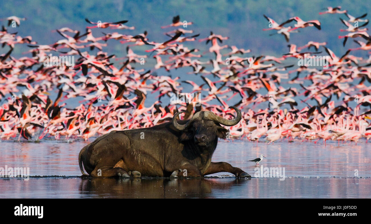 Buffalo lying in the water on the background of big flocks of flamingos ...