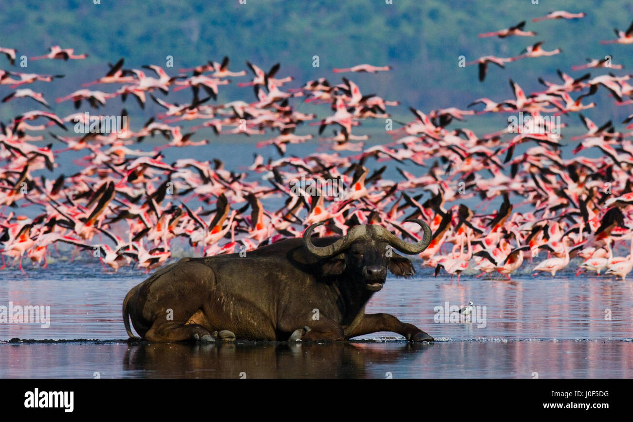 Buffalo lying in the water on the background of big flocks of flamingos ...