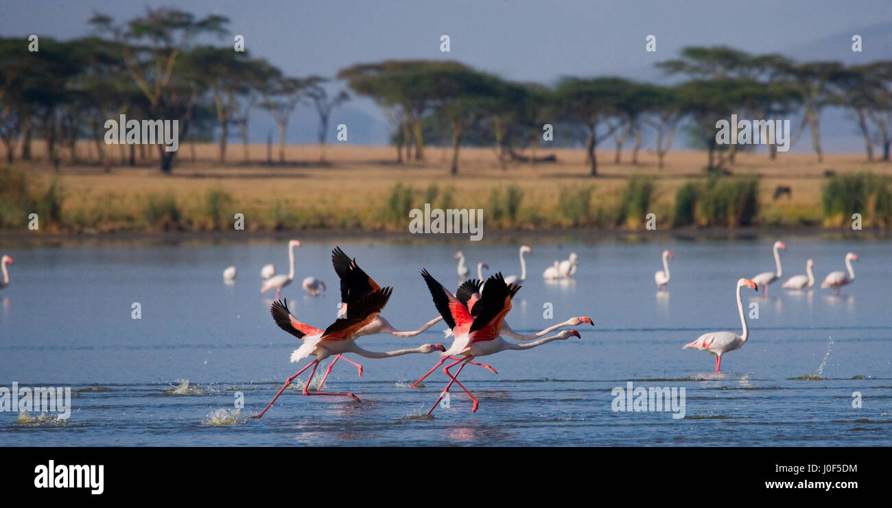 Huge flock of flamingos taking off. Kenya. Africa. Nakuru National Park ...