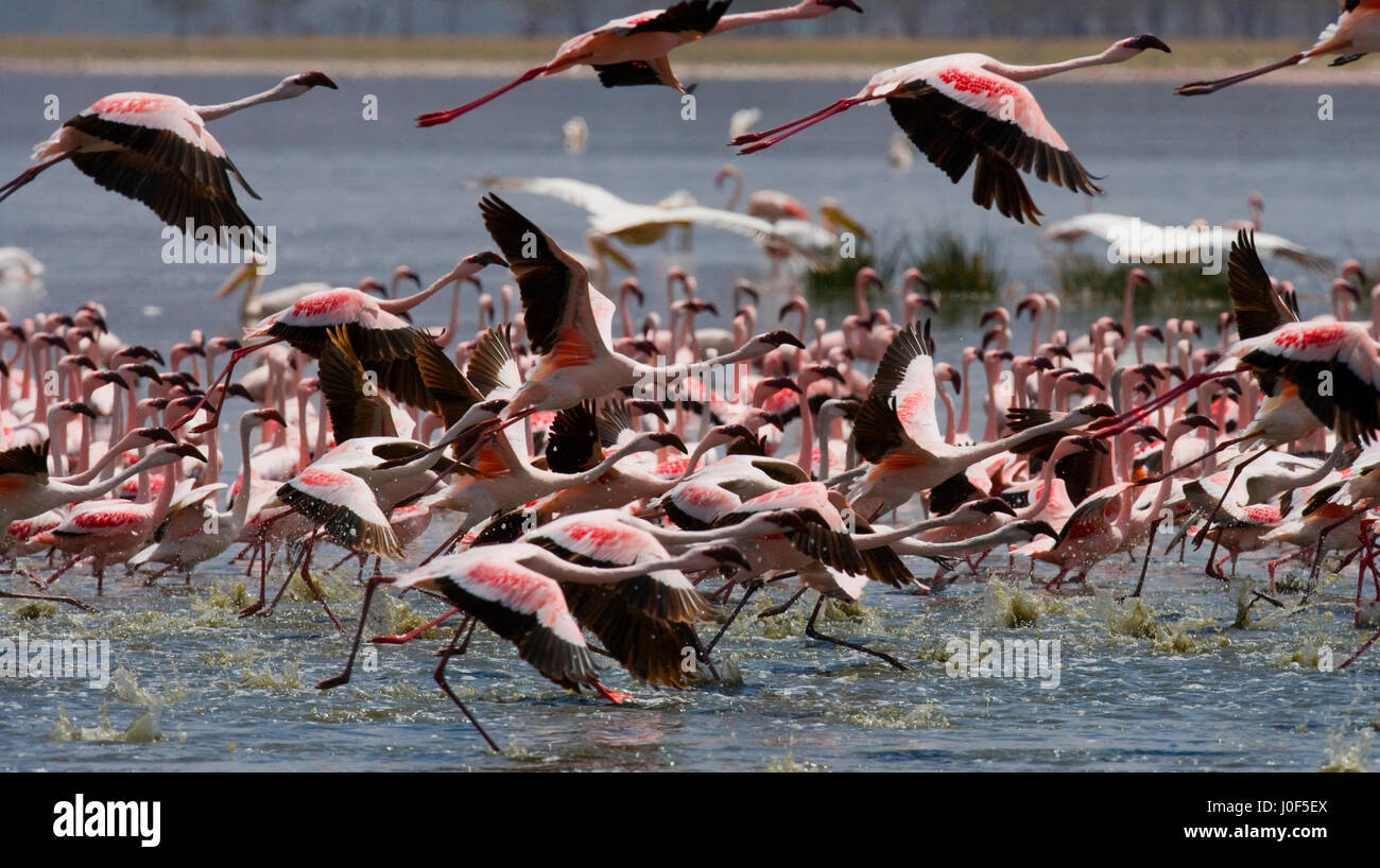 Huge flock of flamingos taking off. Kenya. Africa. Nakuru National Park ...