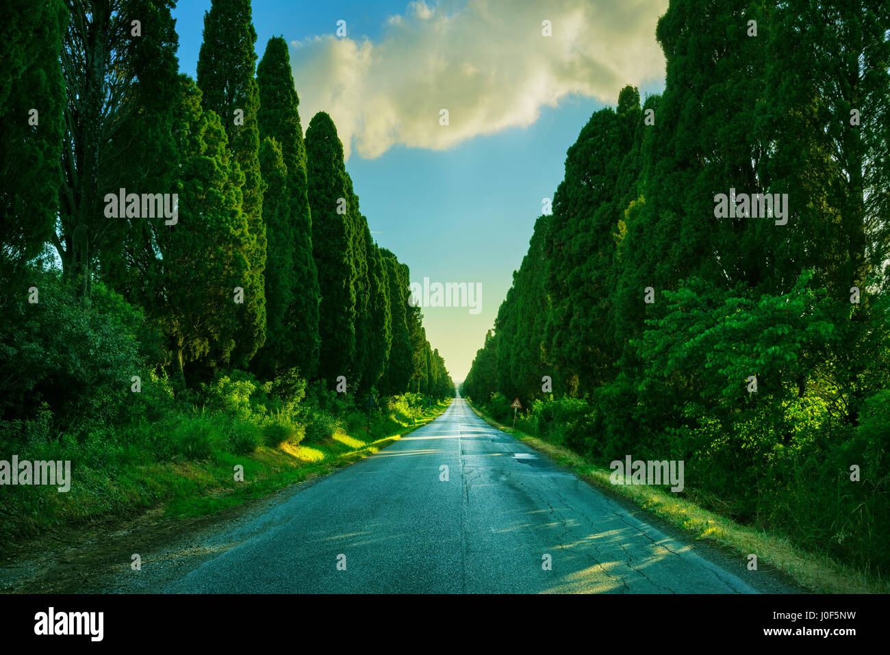Bolgheri famous cypresses trees straight boulevard on backlight sunset ...