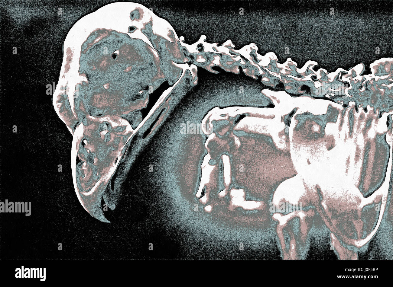 Skeleton White Owl High Resolution Stock Photography and Images - Alamy