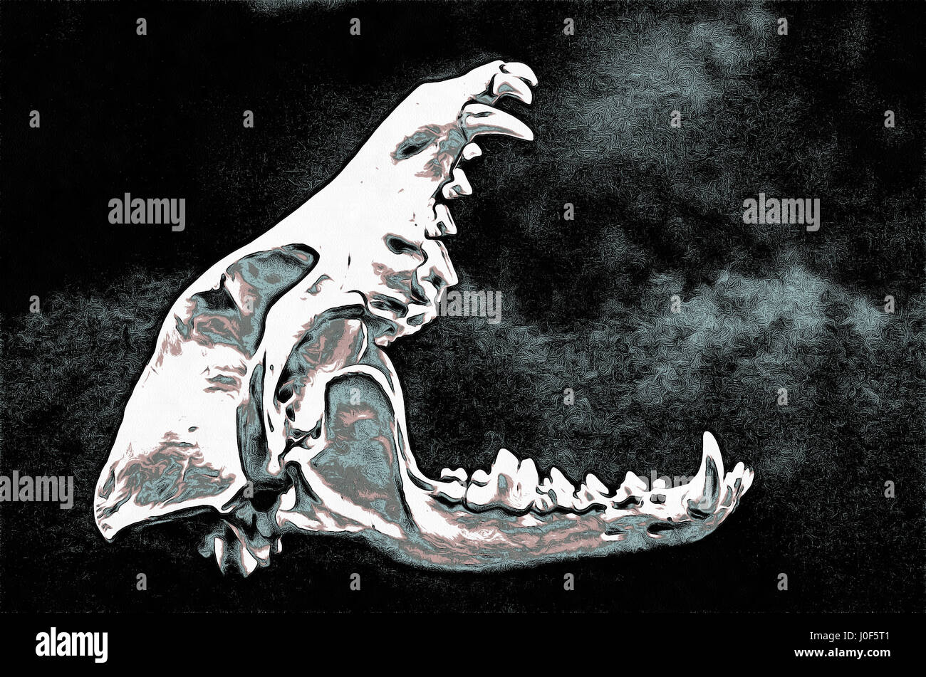 Fox skull (lat. Vulpes vulpes), mammals, canines Stock Photo - Alamy