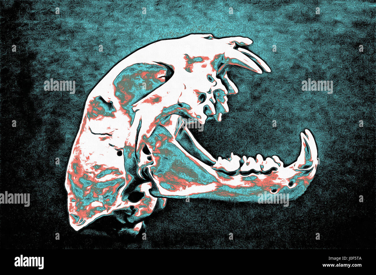 Lynx skeleton hi-res stock photography and images - Alamy
