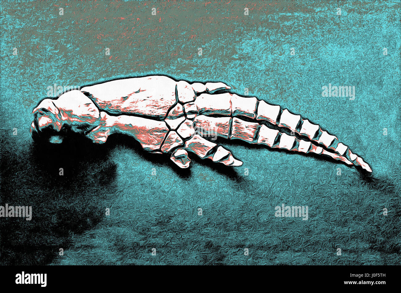 Forelimb skeleton illustration hi-res stock photography and images - Alamy