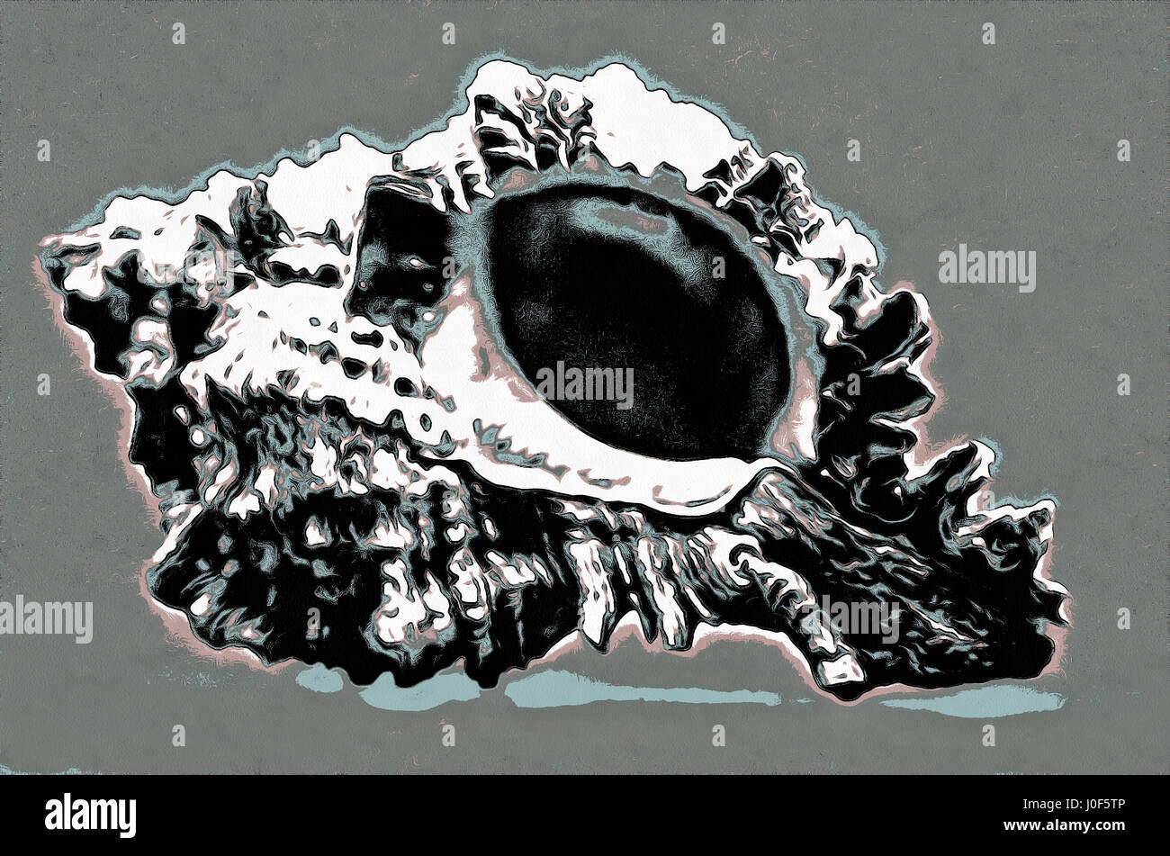 Apple murex hi-res stock photography and images - Alamy