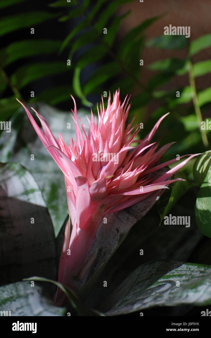 Pink tropical flower with spikey petals Stock Photo - Alamy