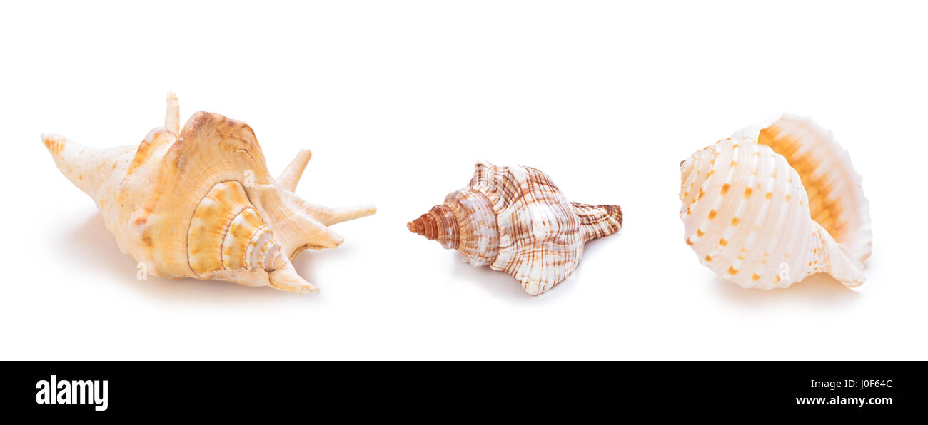 Collection of different sea conch shells in a row. Isolated on white ...