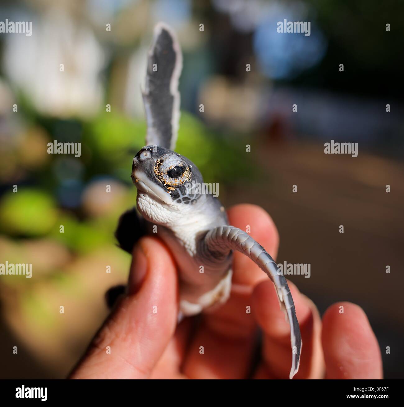 Sri lanka turtle hi-res stock photography and images - Alamy