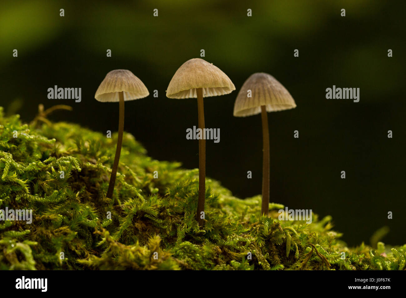 Tiny Toadstools Stock Photos & Tiny Toadstools Stock Images - Alamy