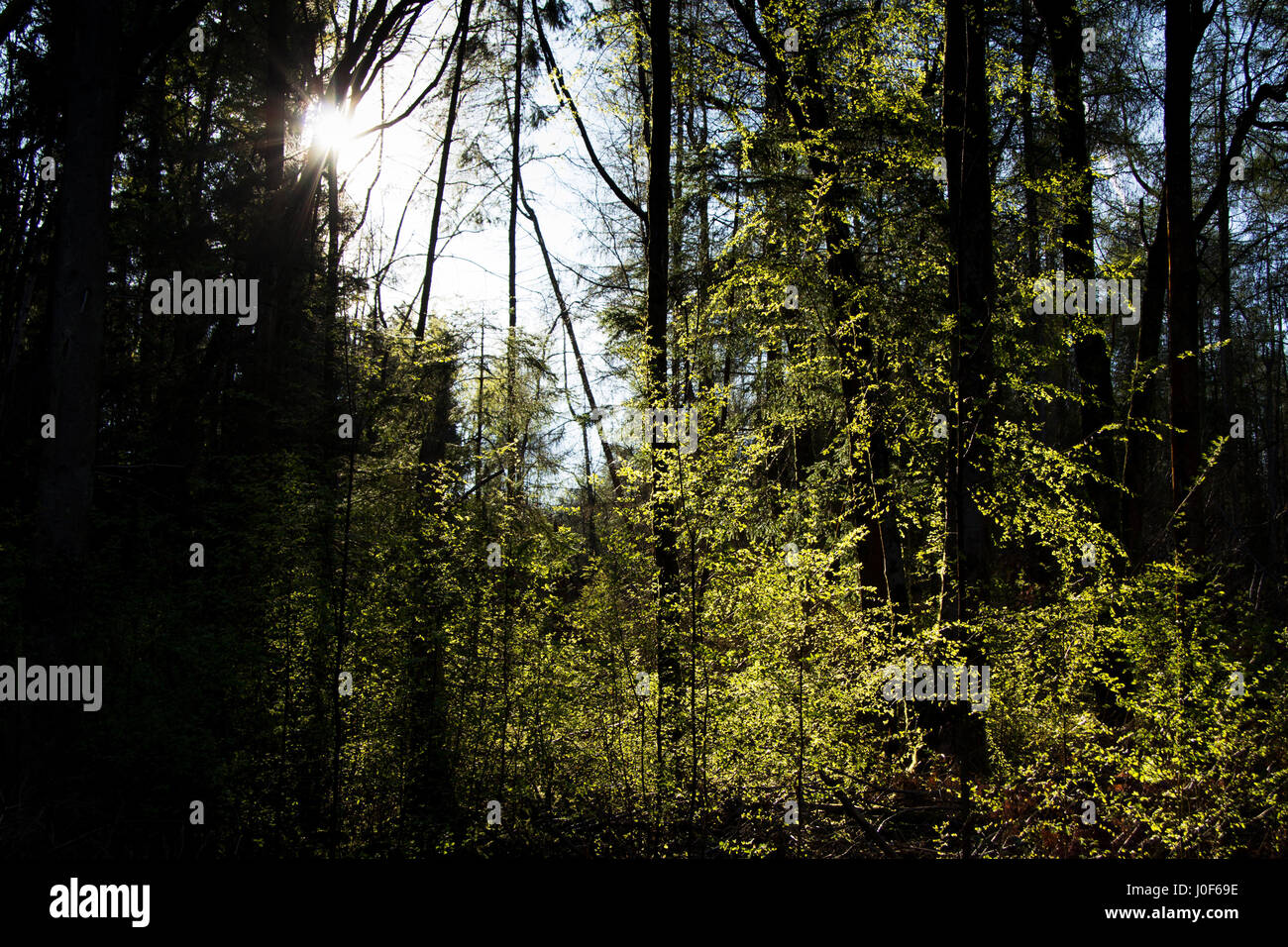 Low sun through trees in english woods Stock Photo - Alamy