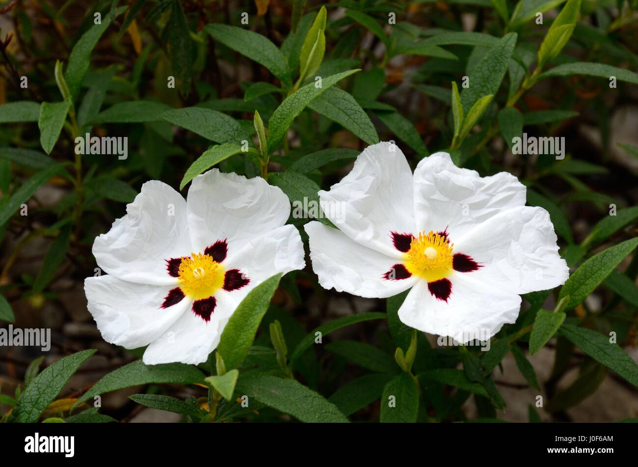 Cistus x verguinii hi-res stock photography and images - Alamy