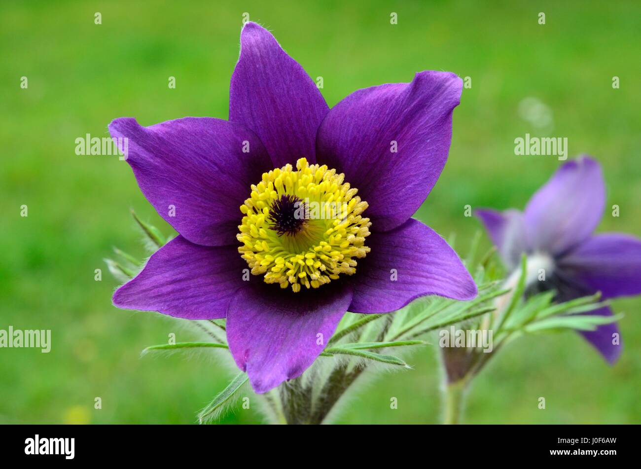 Pulsatilla vulgaris pasqueflower or meadow anemone flower flowers Stock ...
