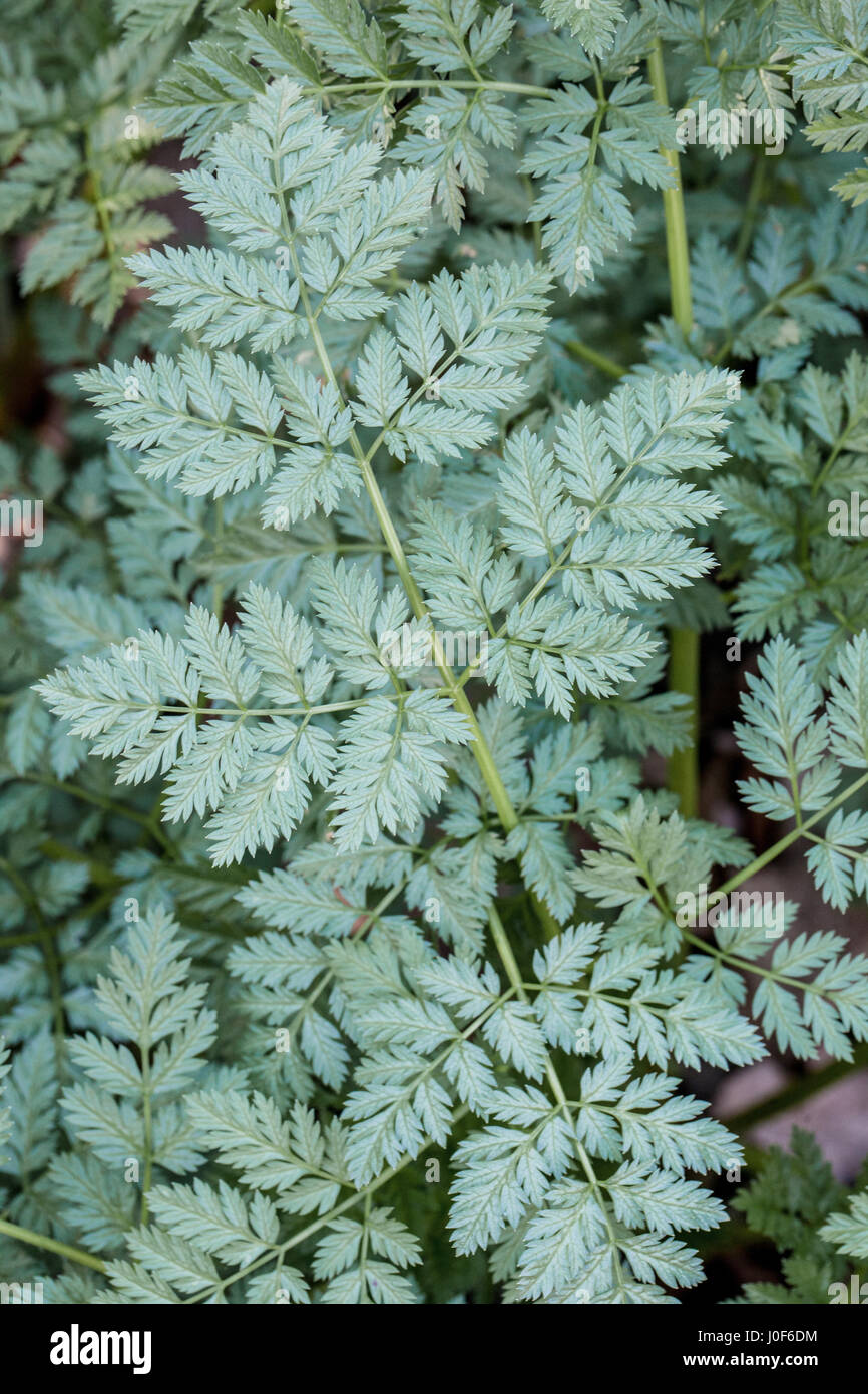 Poison hemlock hi-res stock photography and images - Alamy
