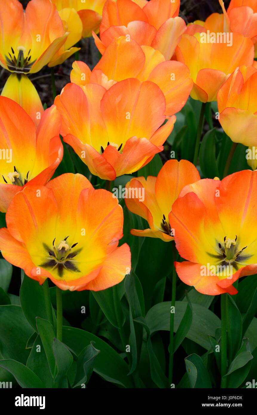 Daydream hi-res stock photography and images - Alamy