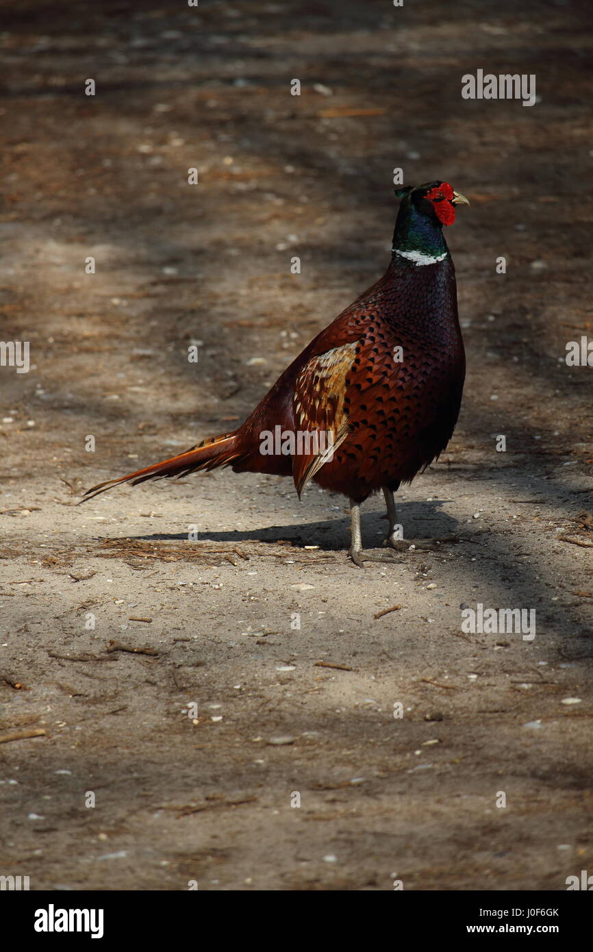 pheasant in portrait Stock Photo - Alamy