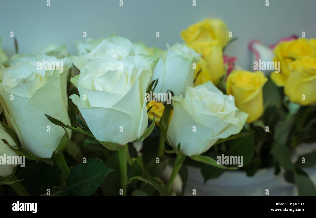 White Roses an natural view Stock Photo - Alamy