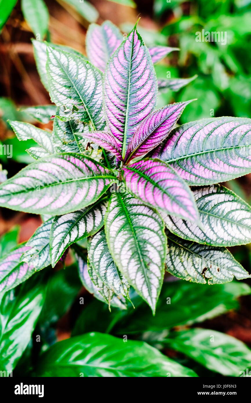 Purple leaved Persian Shield plants in the tropical garden Stock Photo ...