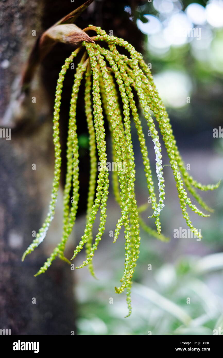 Caryota hi-res stock photography and images - Alamy
