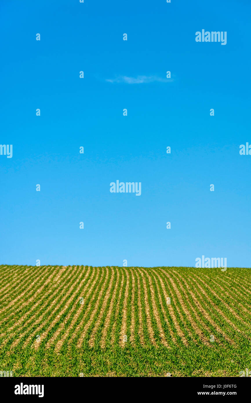 Field of maize hi-res stock photography and images - Alamy