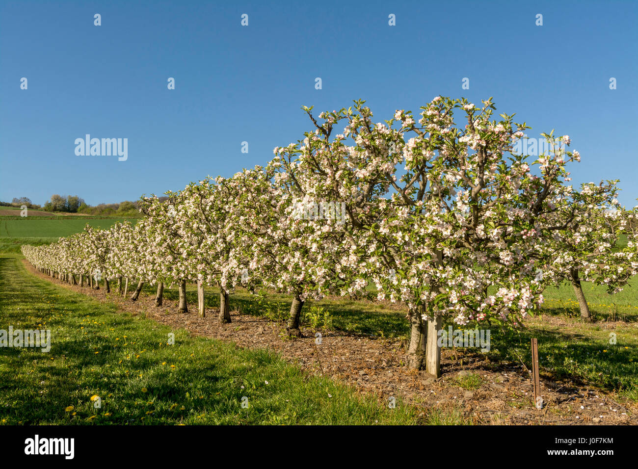 Apple trees (Malus domestica) in an orchard, Limagne, Auvergne, France ...