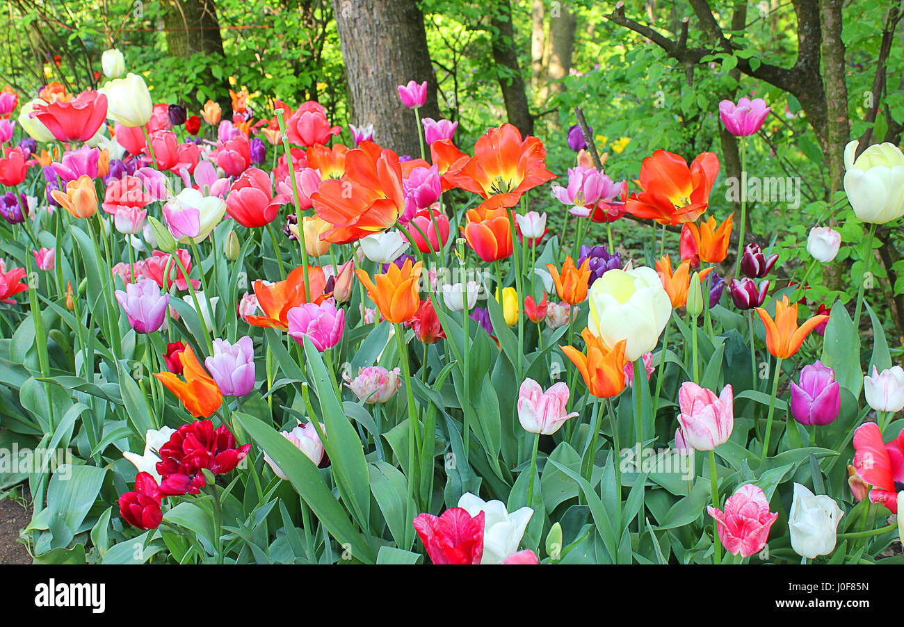 some tulips of different colors in the meadow Stock Photo - Alamy