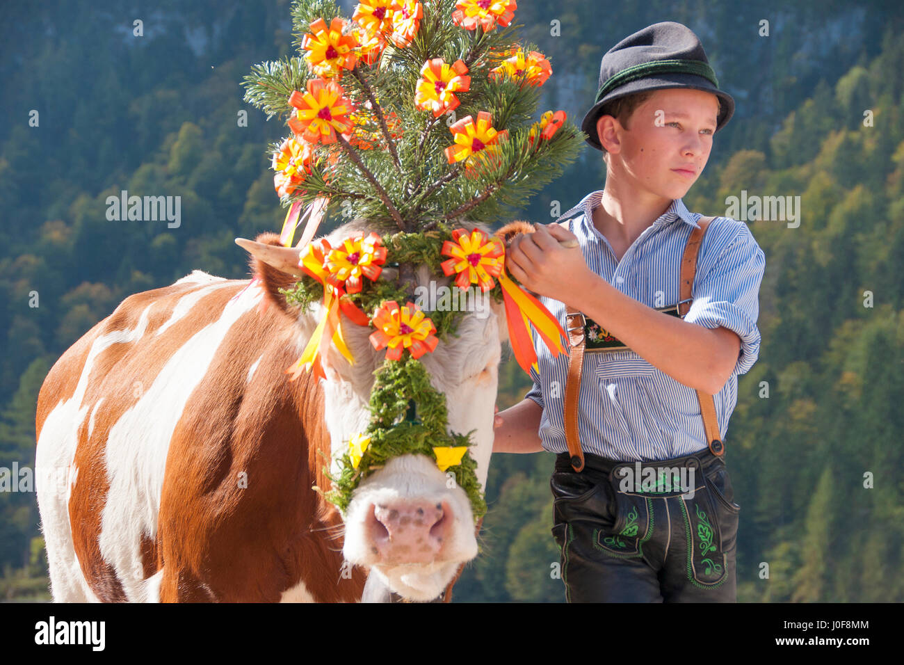 Young farmer with cow with head decoration doing the cow train in ...