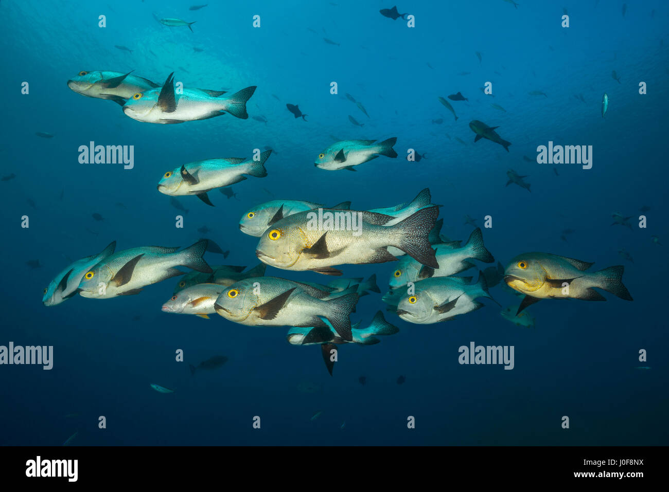Midnight Snapper ( Macolor macularis), school Stock Photo - Alamy