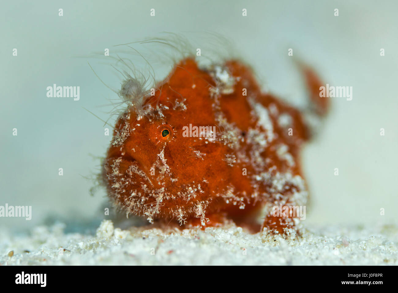 Shaggy Anglerfish (Antennarius hispidus) lying on the seafloor Stock ...