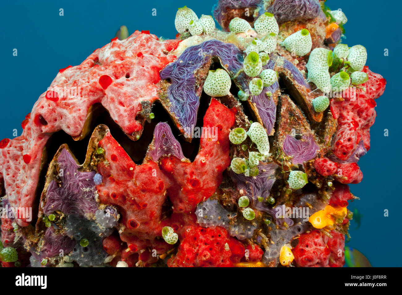 Different Porifera aon the valve of an oyster (Lophio folium, Ostrea ...