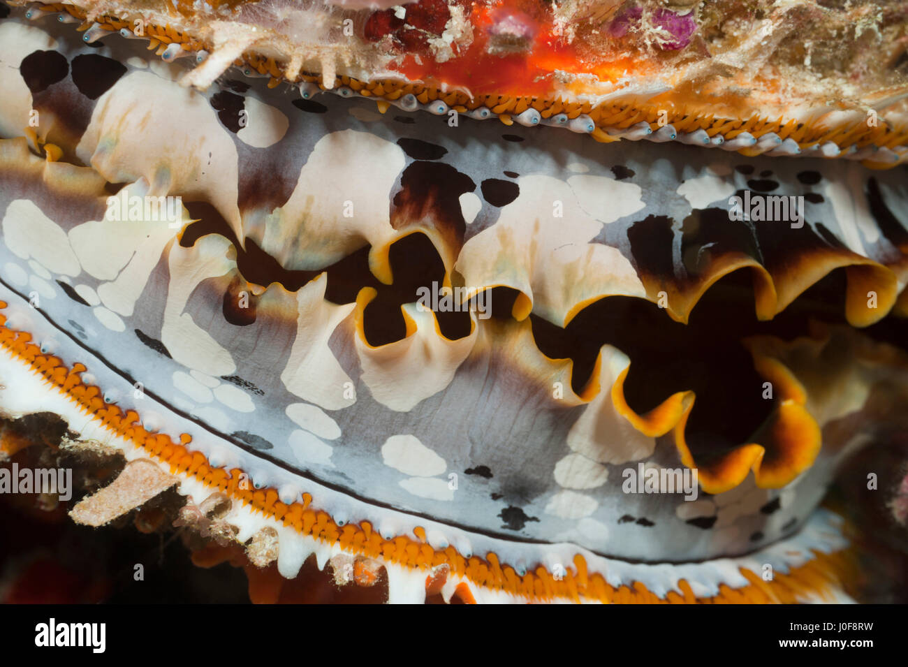Pacific thorny oyster hi-res stock photography and images - Alamy