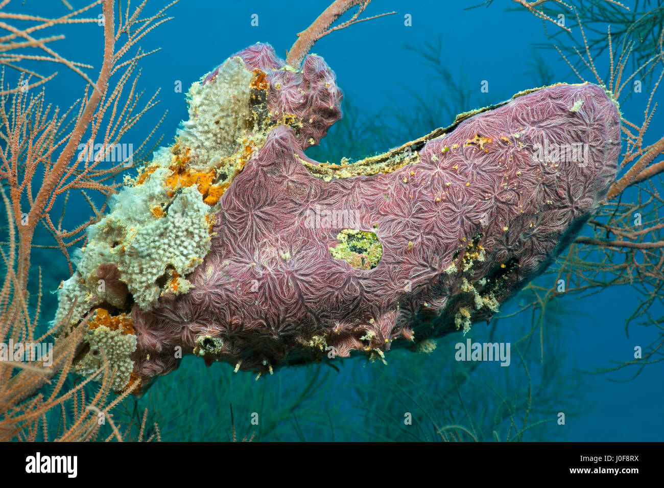 Penguins wing oyster (Pteria penguin) and Porifera (Haliclona spec ...