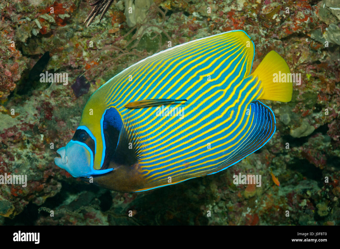 Emperor Angelfish (Pomacanthus imperator) adult with cleaner Wrasse ...