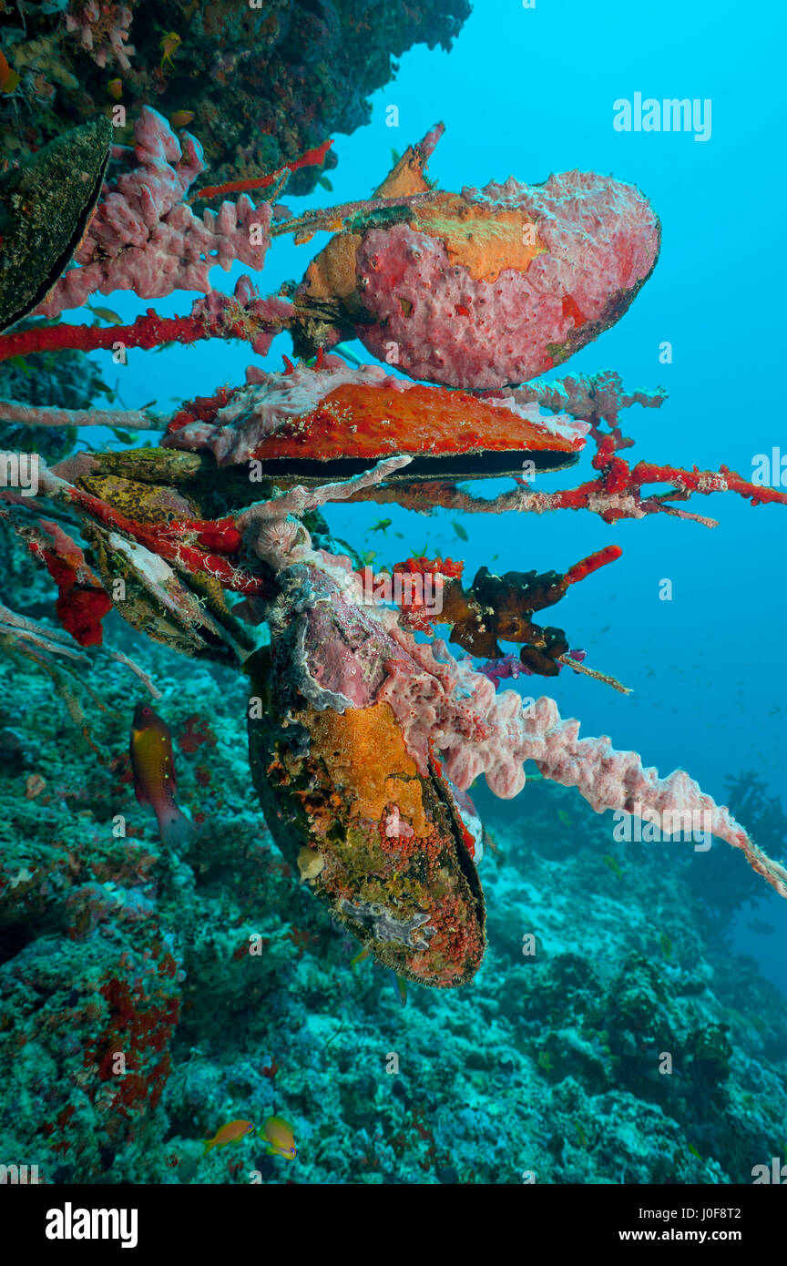 Wing oysters hi-res stock photography and images - Alamy