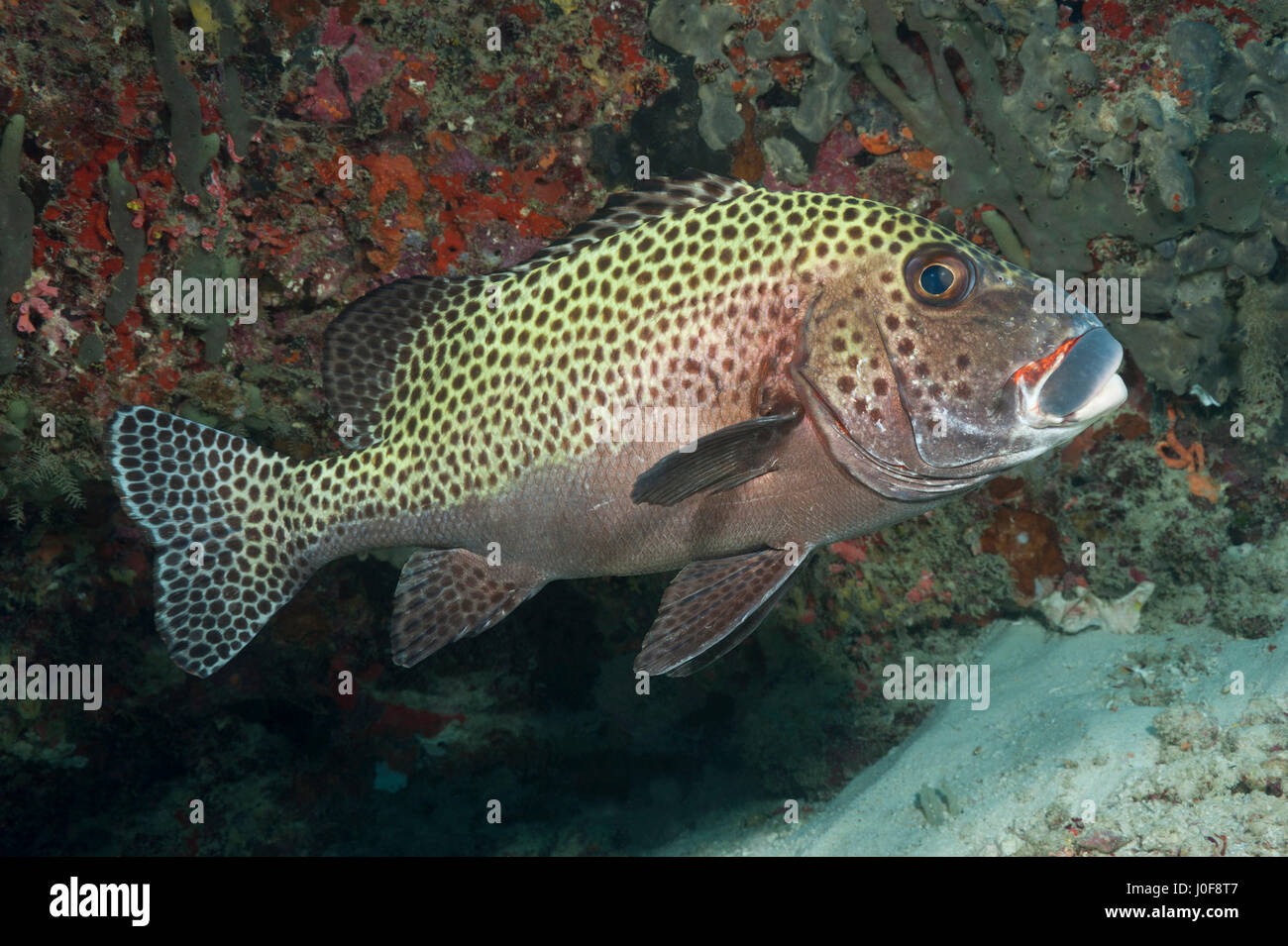 Harlequin-Sweetlip, Spotted sweetlip (Plectorhinchus chaetodonoides ...