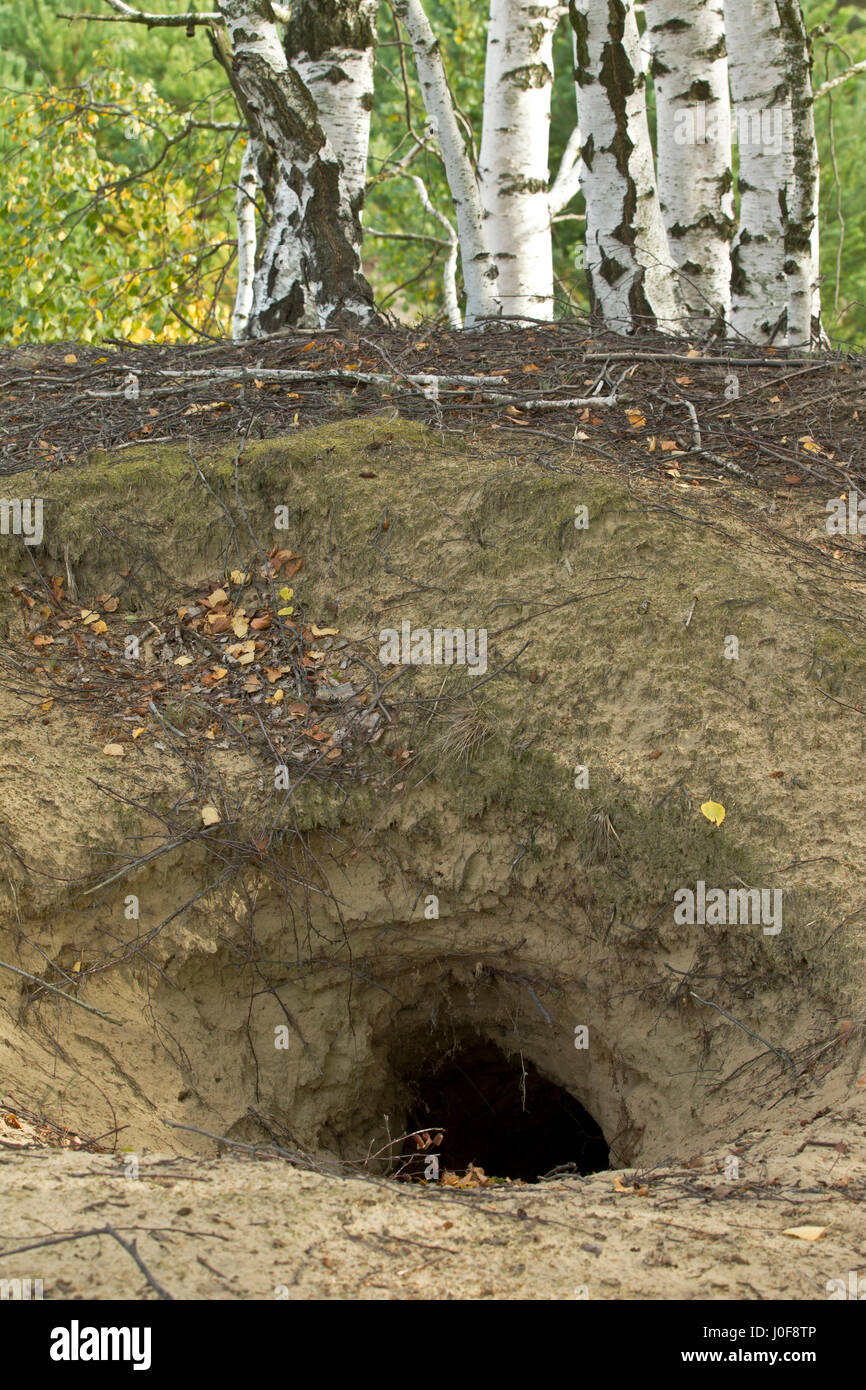 Wolf out hi-res stock photography and images - Alamy