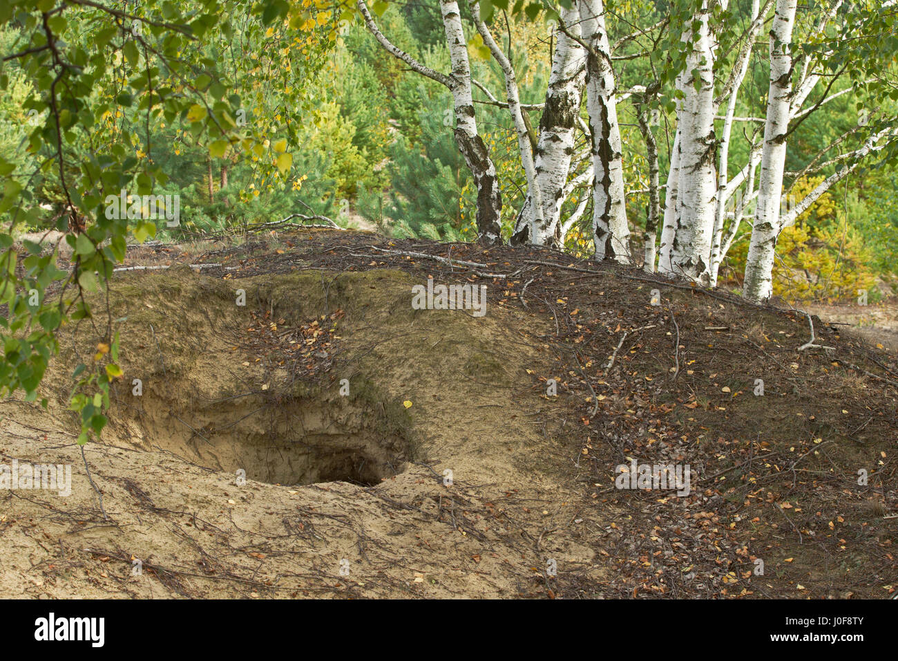 Wolf den entrance hi-res stock photography and images - Alamy