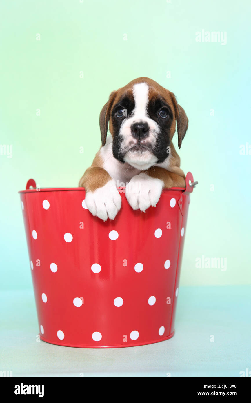 German Boxer. Puppy (6 weeks old) in a red bucket with white polka dots ...