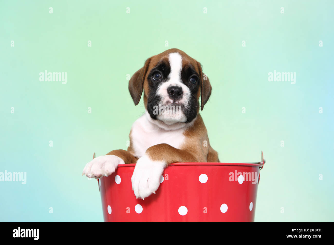 German Boxer. Puppy (6 weeks old) in a red bucket with white polka dots ...