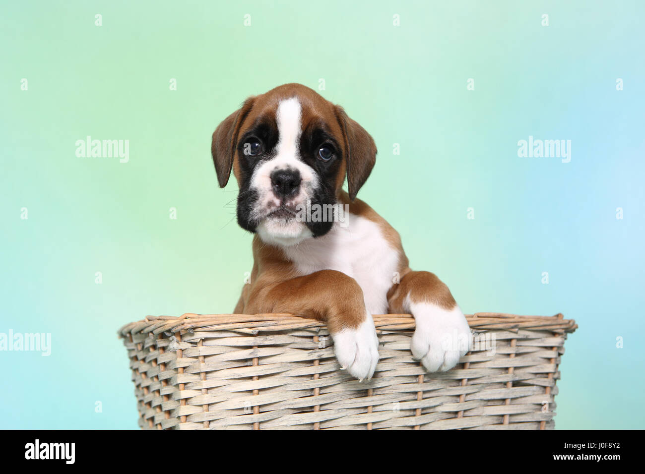 German Boxer. Puppy (6 weeks old) in a wicker basket. Studio picture ...