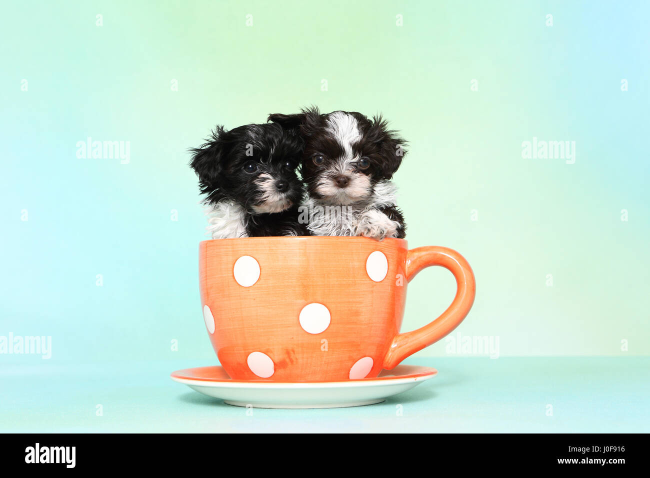 Bolonka Zwetna. Two puppies (7 weeks old) sitting in a big red cup with ...